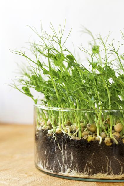 Growing pea shoots—check out easy instructions! | Kotona Living