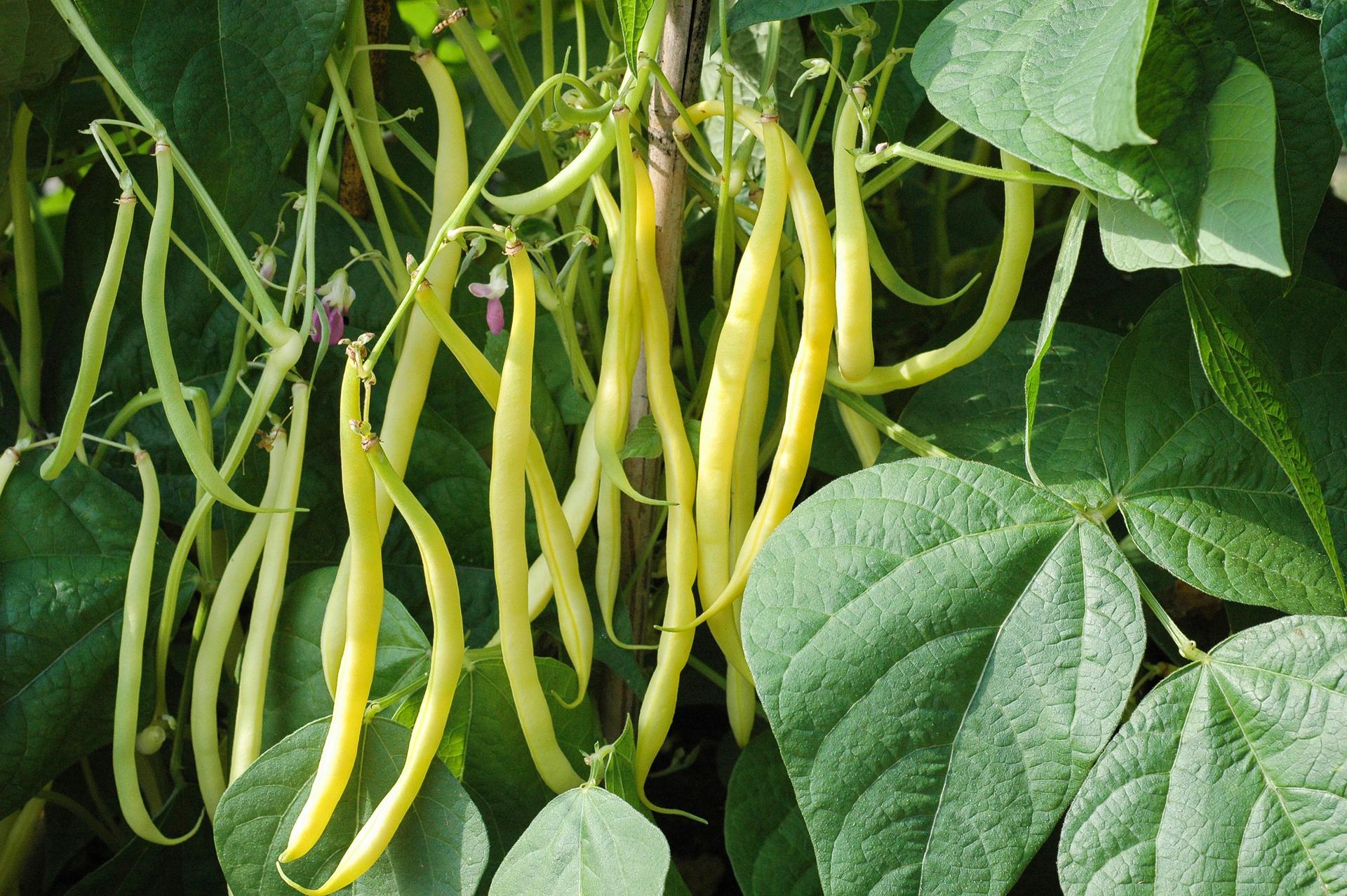 Bean varieties—we picked the best | Kotona Living