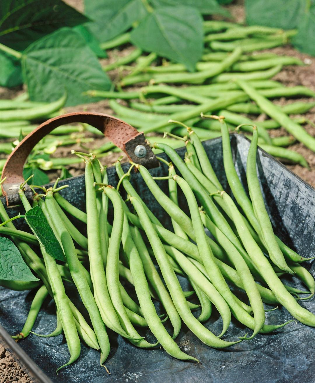 Bean varieties—we picked the best | Kotona Living