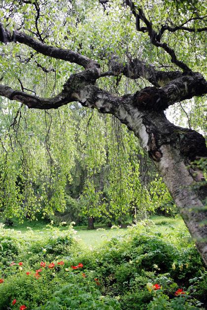 Deciduous Trees: Tips for Planting and Care | Kotona Living