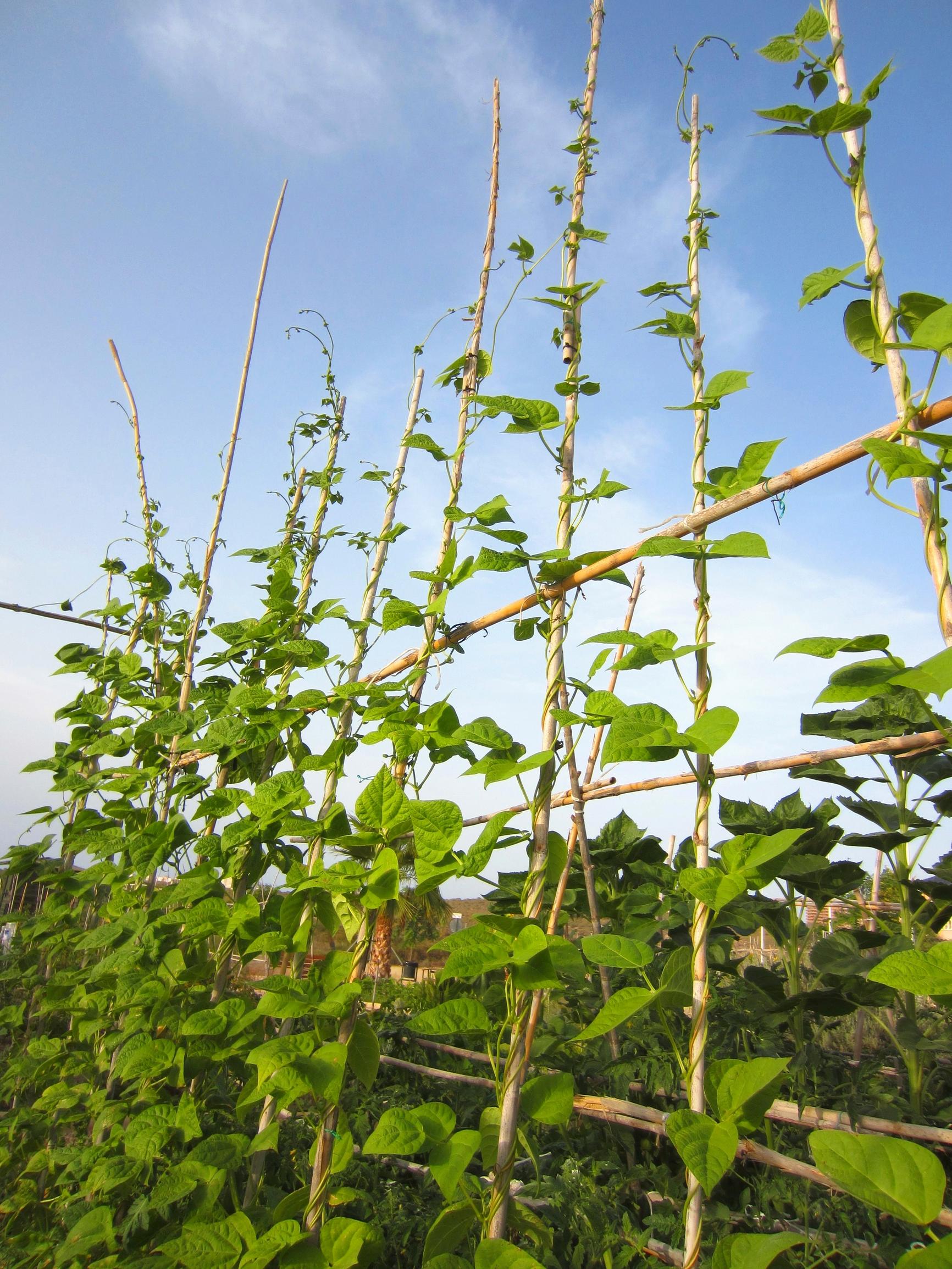 10 reasons to grow beans | Kotona Living