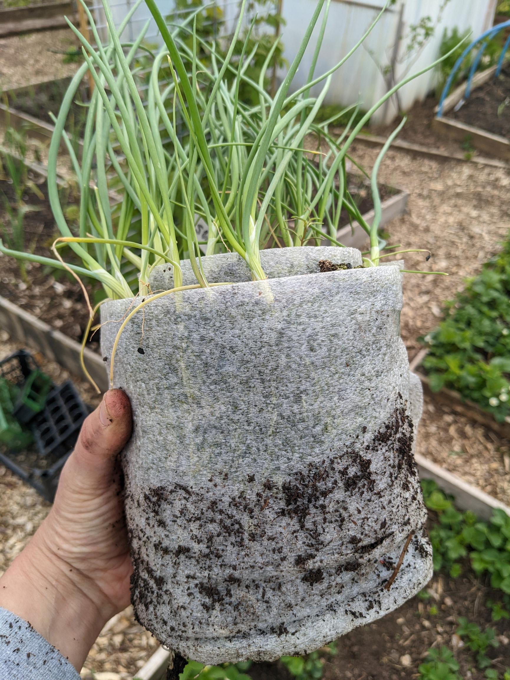 Seed snail roll—Farida’s space-saving gardening trick | Kotona Living