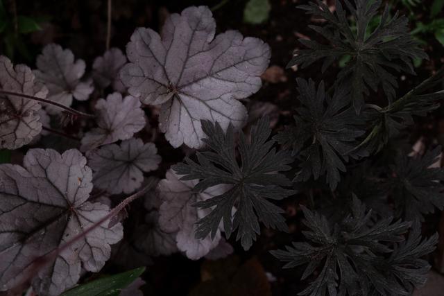 Ida-Emilia Kaukonen’s goth garden | Kotona Living