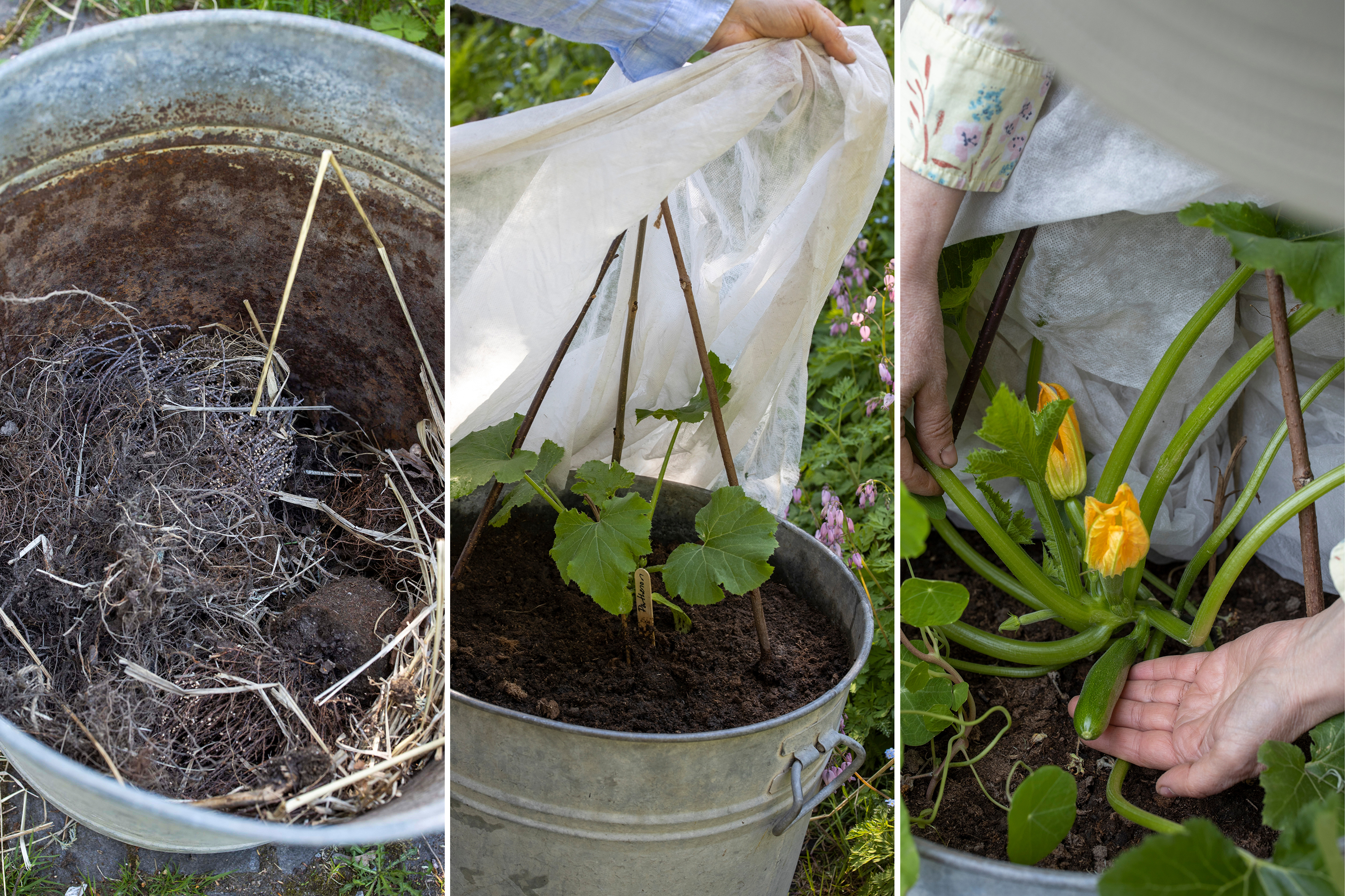 Growing zucchini in a pot | Kotona Living