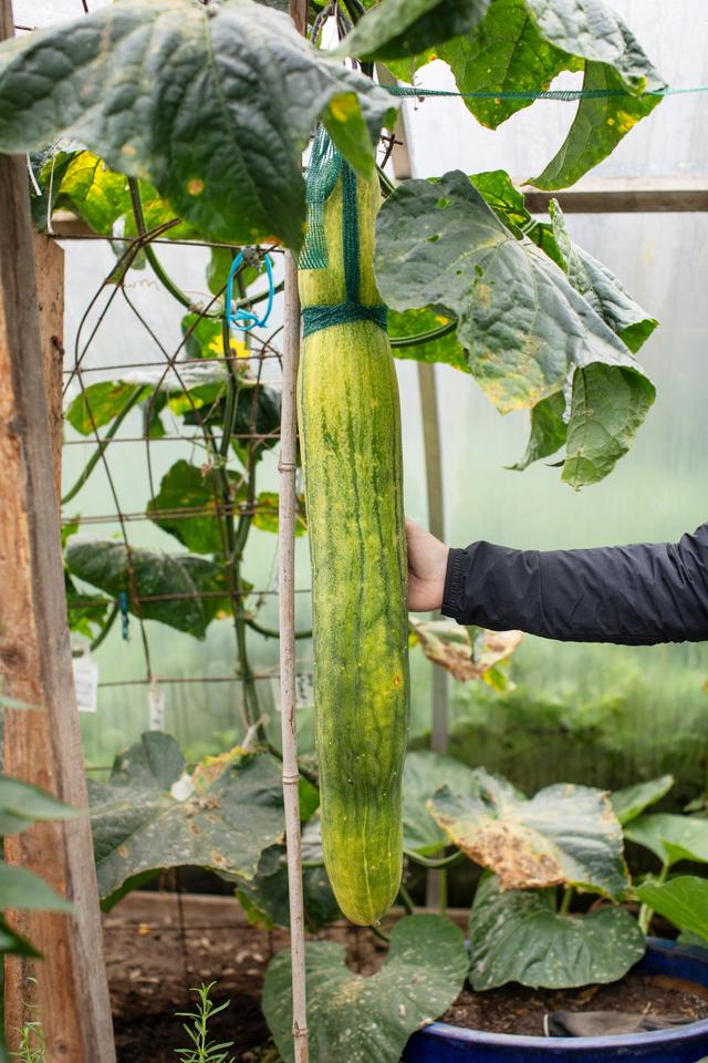 Giant vegetables—grower’s tips and the best varieties | Kotona Living