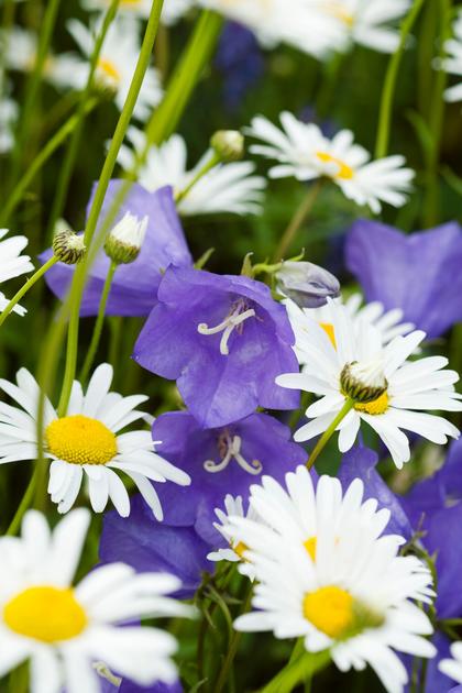 How to care for a daisy plant—discover growing tips! | Kotona Living