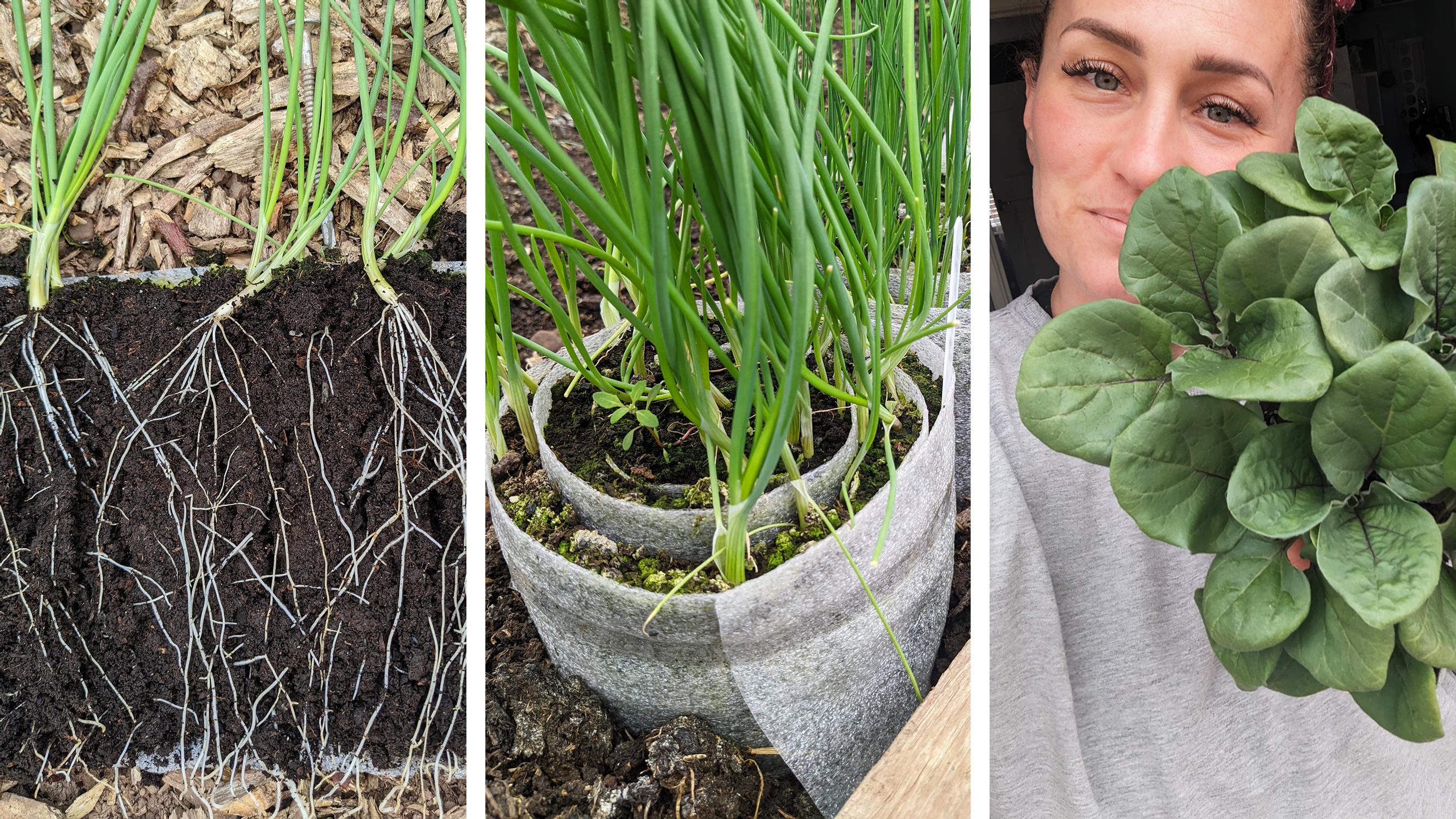 Seed snail roll—Farida’s space-saving gardening trick | Kotona Living