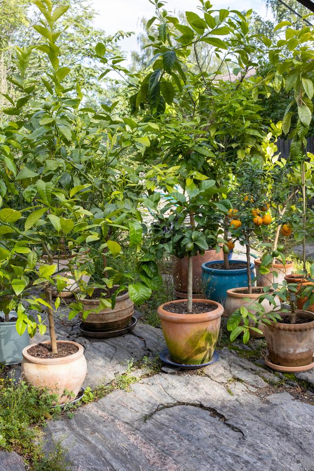 Citrus trees in pots – a passionate hobbyist’s best tips! | Kotona Living