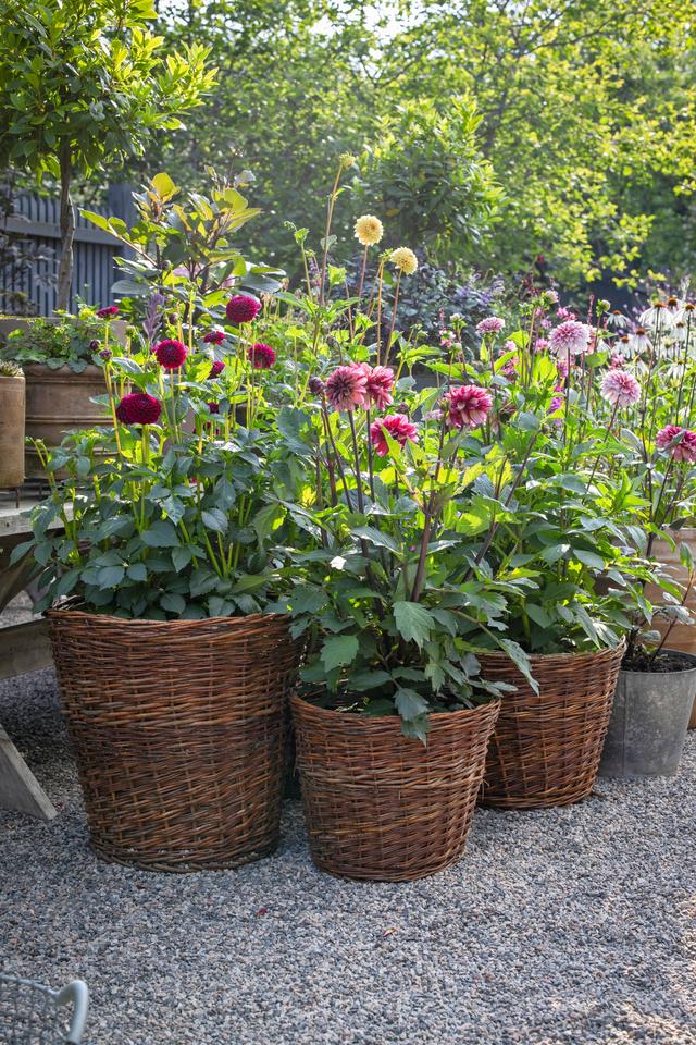 Charlotte Andersson’s award-winning no-lawn garden design | Kotona Living