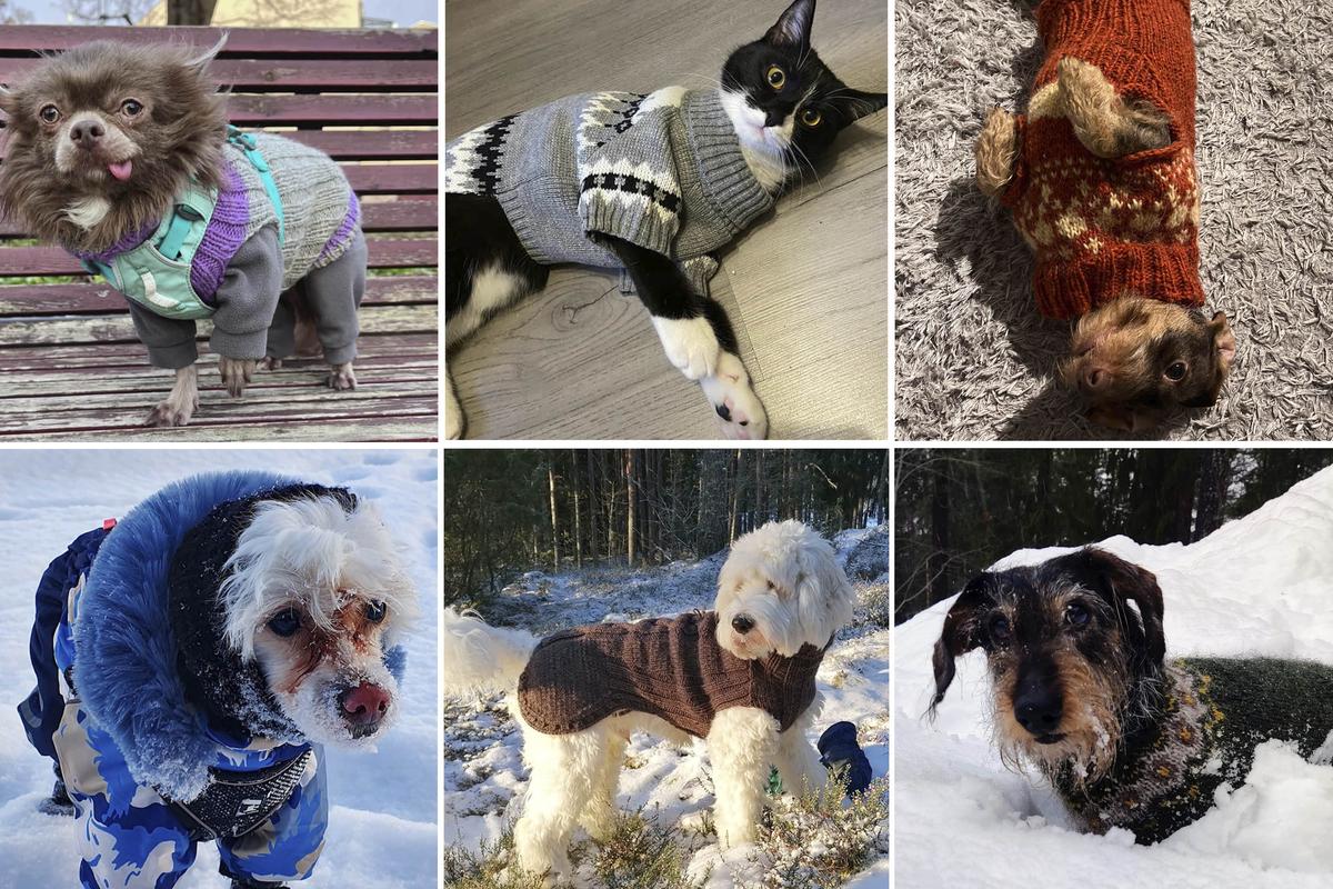 Dog winter style—cute pet outfits! | Kotona Living