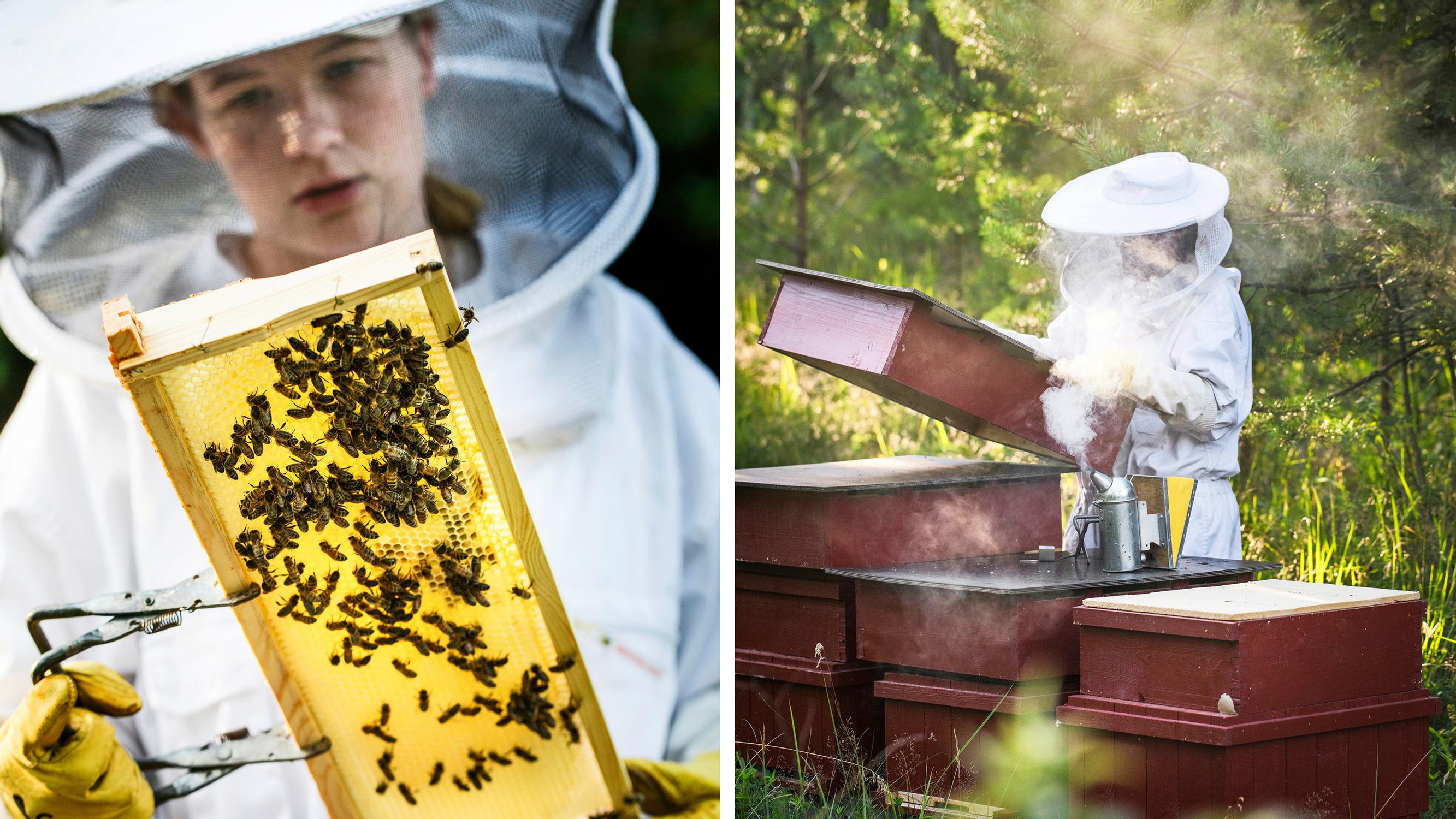 Dark bees in Nora’s apiary | Kotona Living