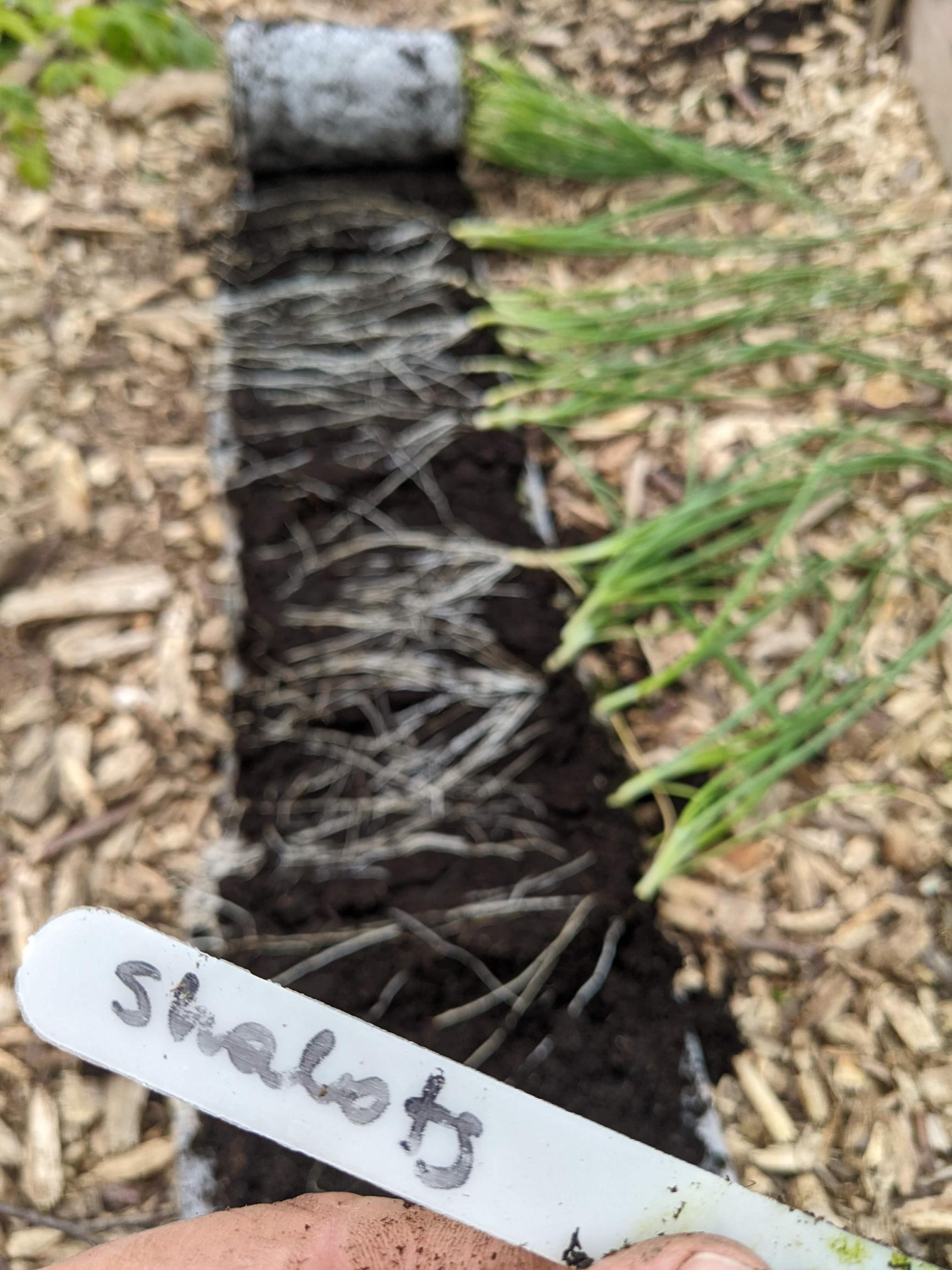 Seed snail roll—Farida’s space-saving gardening trick | Kotona Living