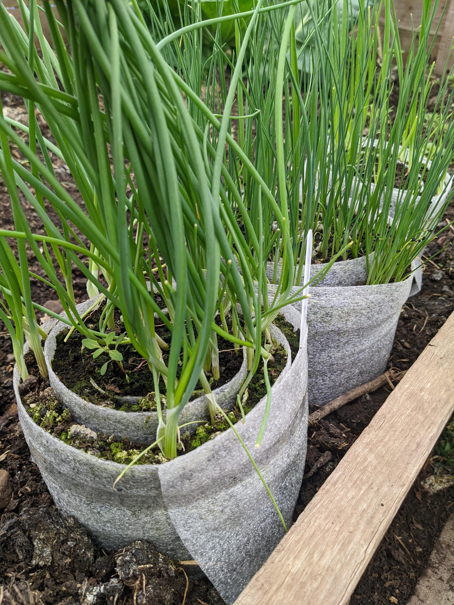 Seed snail roll—Farida’s space-saving gardening trick | Kotona Living