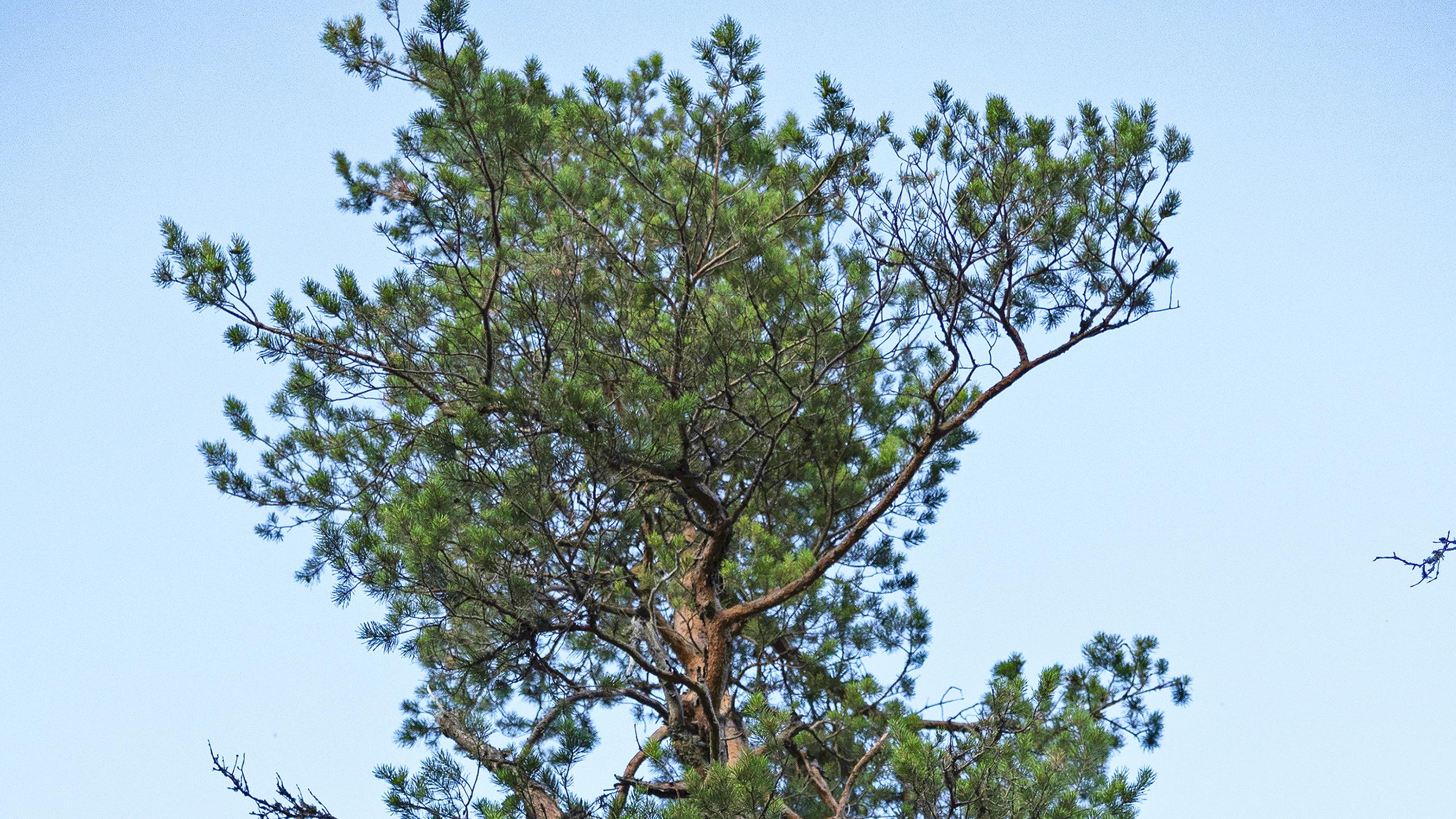 Pine tree care—see instructions! | Kotona Living