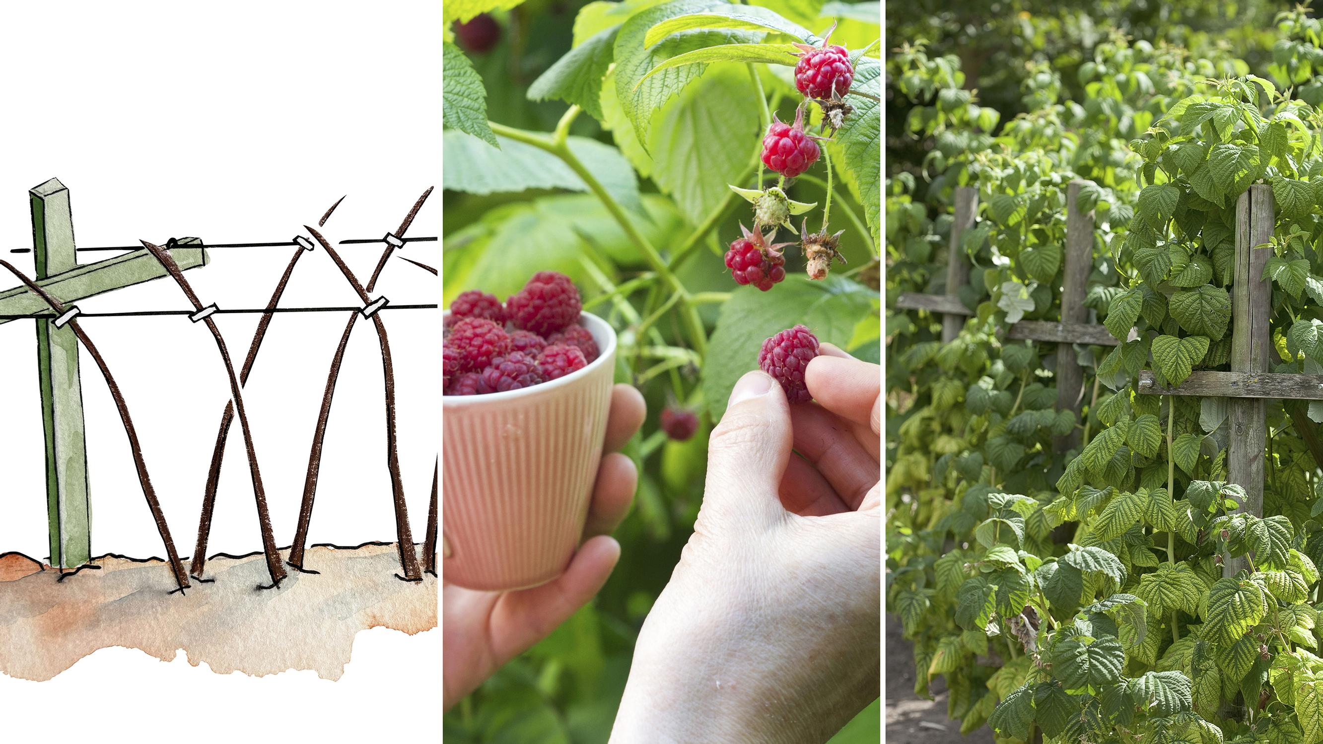 Raspberry support: illustrated instructions | Kotona Living