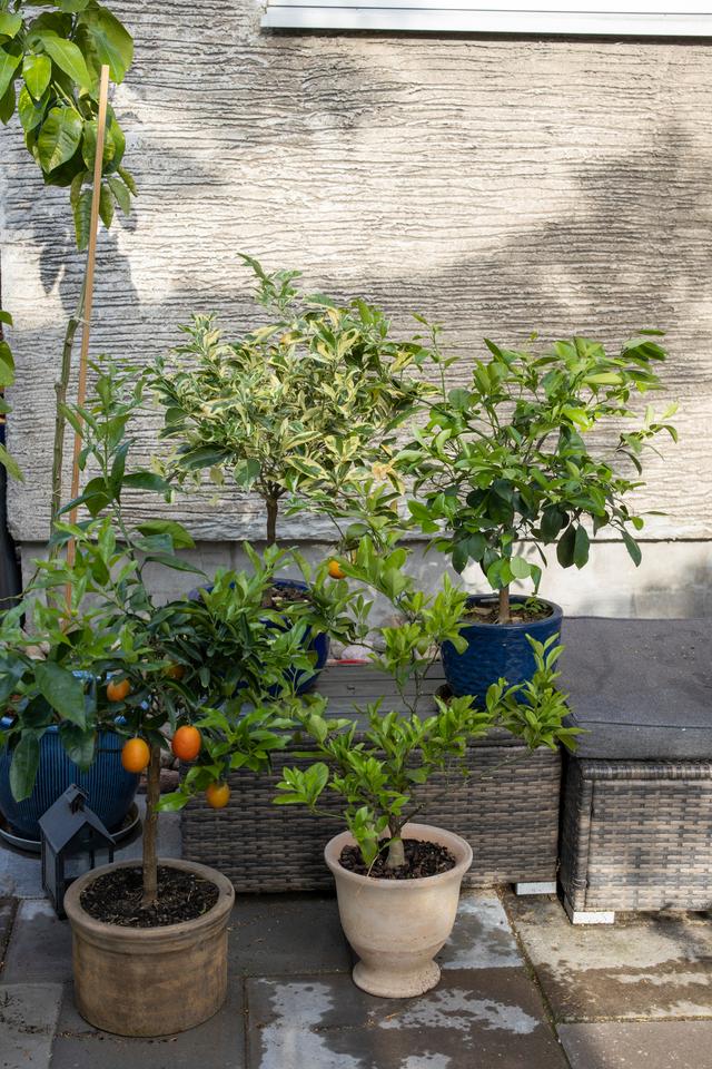 Citrus trees in pots – a passionate hobbyist’s best tips! | Kotona Living