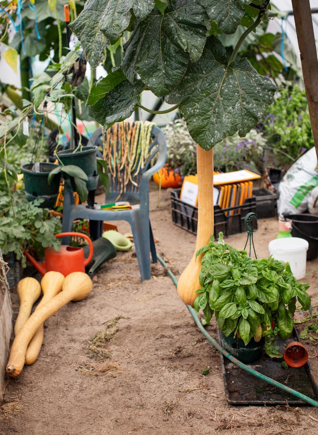 Giant vegetables—grower’s tips and the best varieties | Kotona Living