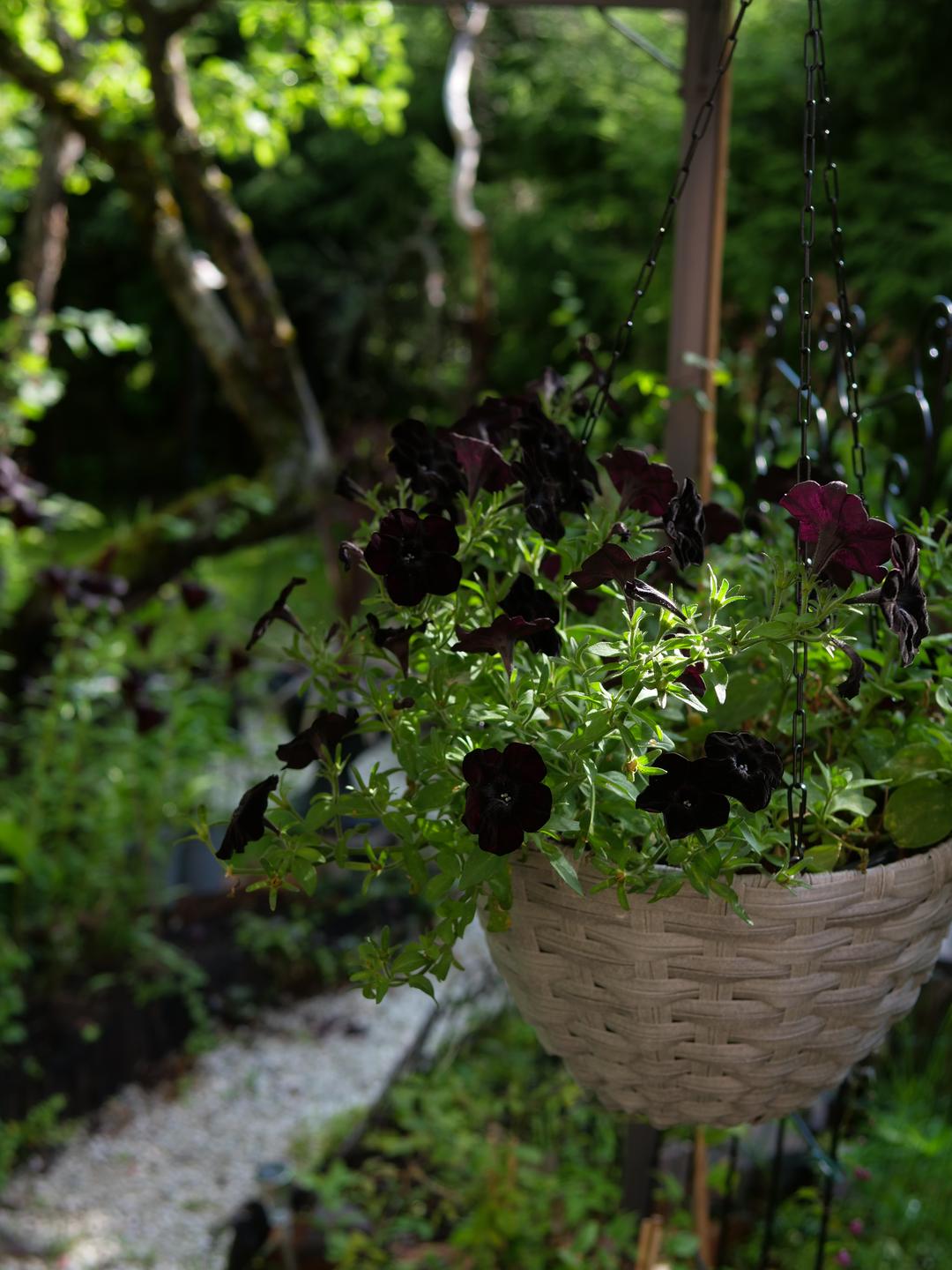 Ida-Emilia Kaukonen’s goth garden | Kotona Living