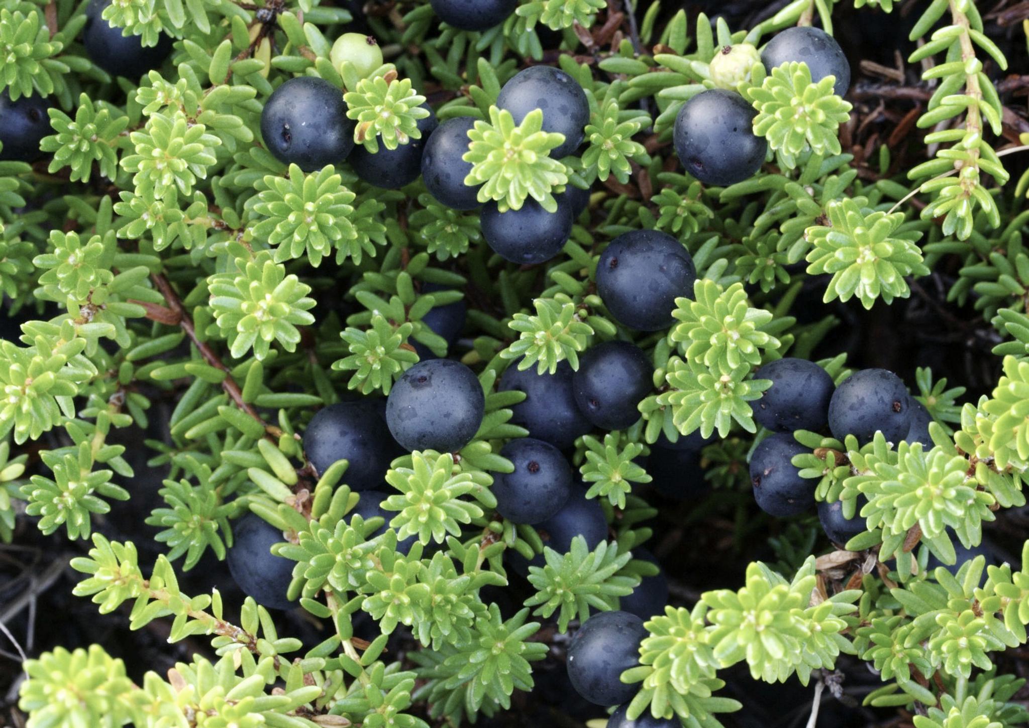 Crowberry—a tasty treat and a great ground cover | Kotona Living