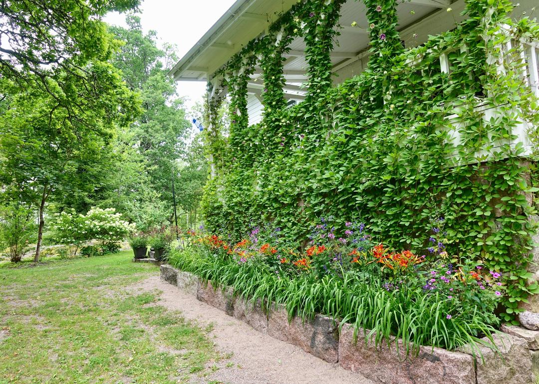 Anna grows magical cup-and-saucer vines on her terrace | Kotona Living