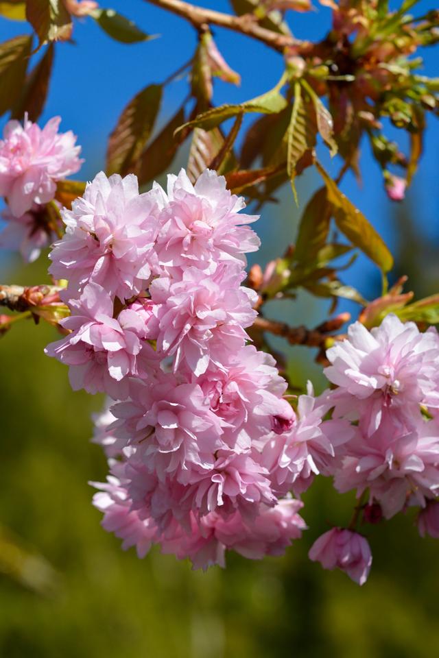 Ornamental weeping trees for landscaping—9 gorgeous picks | Kotona Living