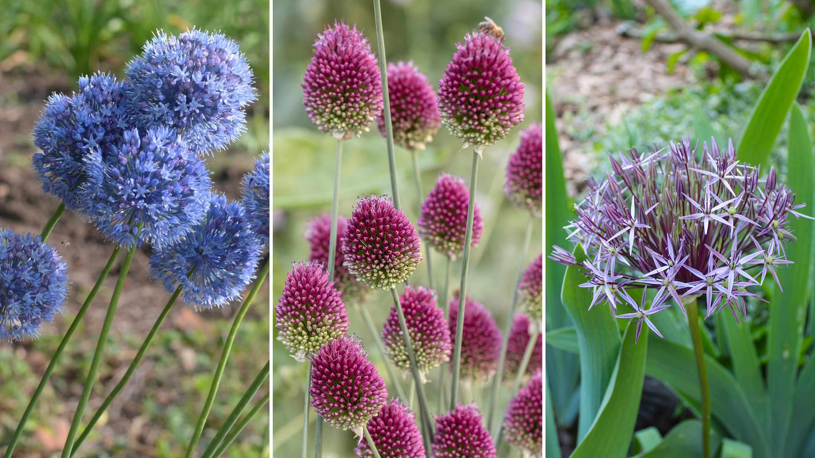Giant allium + 10 other tall allium varieties | Kotona Living