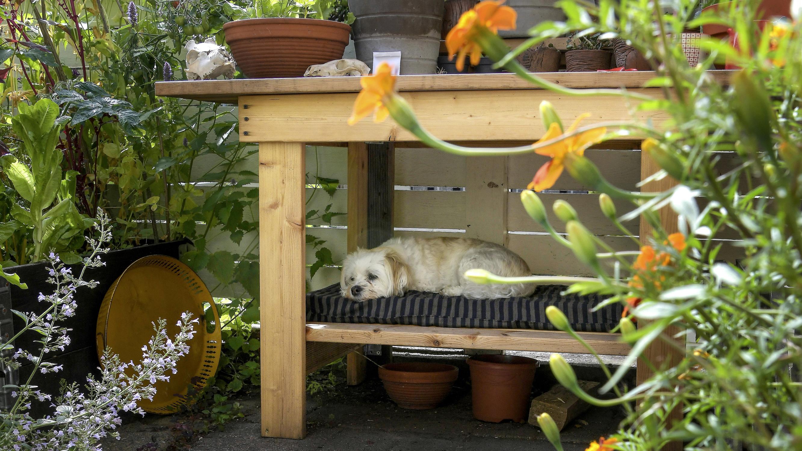 Dog-friendly yard—garden designer’s tips | Kotona Living