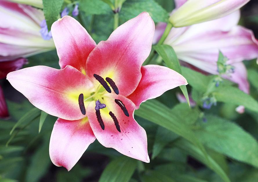 How to grow lilies | Kotona Living